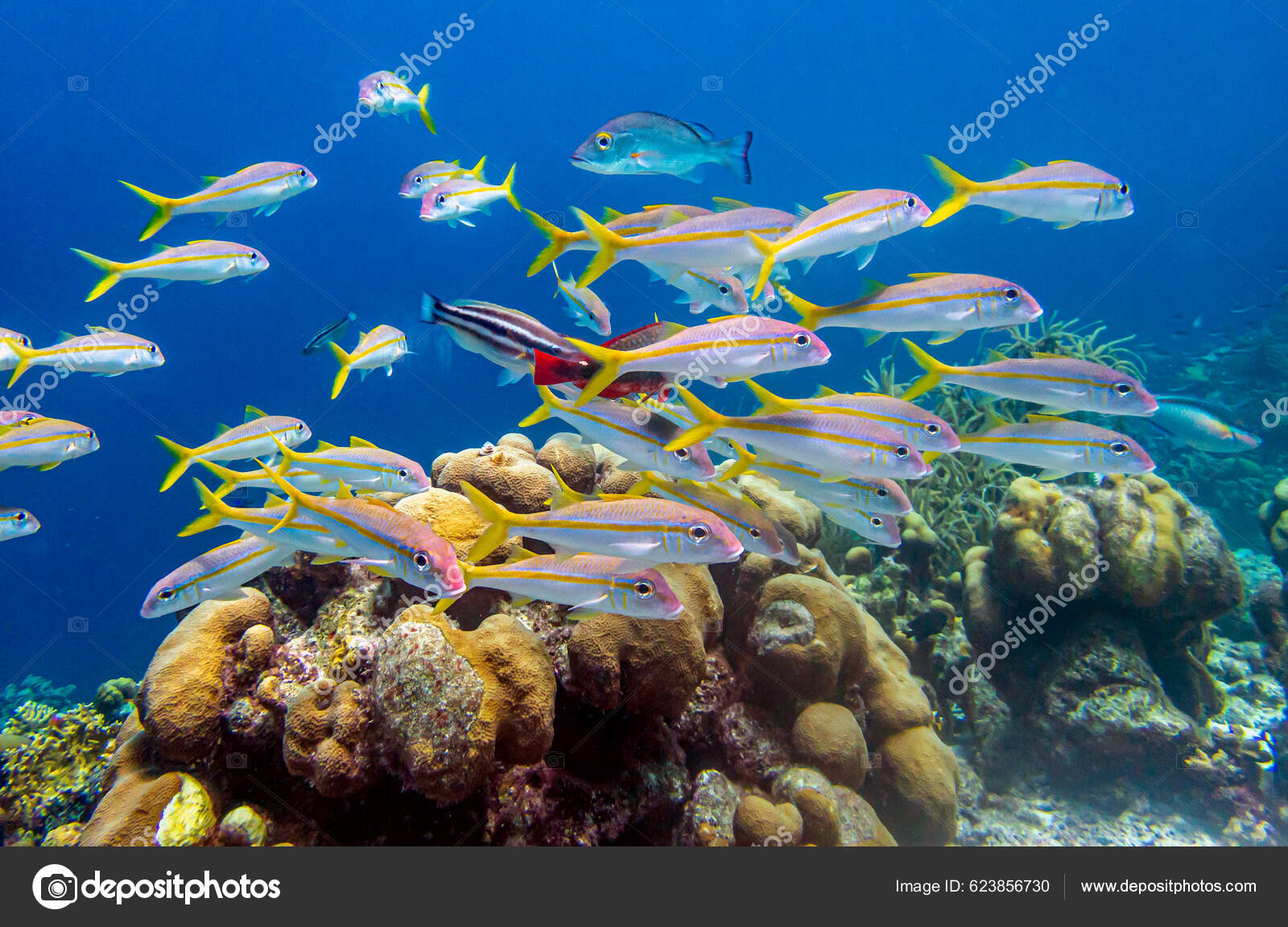 Caribbean Coral Reef Coast Island Roatan Stock Photo by ©johnanderson ...