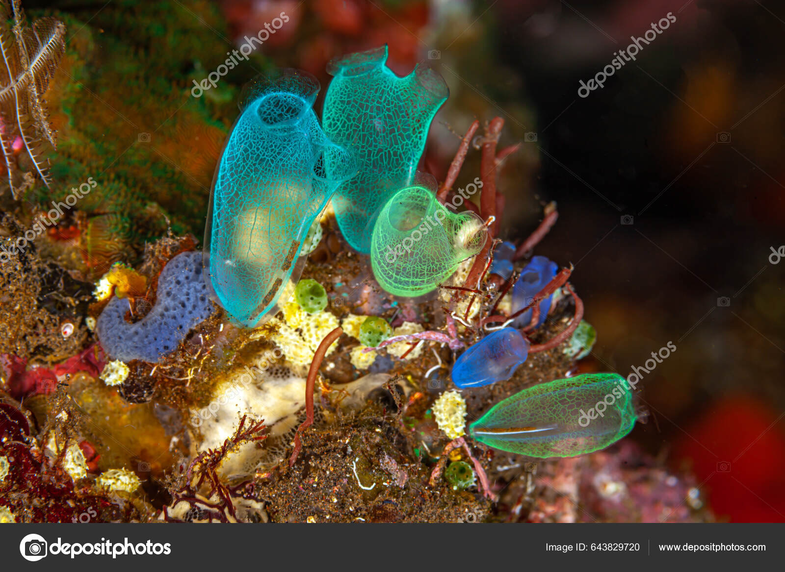 Invertebrate Chordates