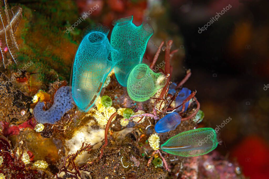 tunicate is a marine invertebrate animal, a member of the subphylum ...
