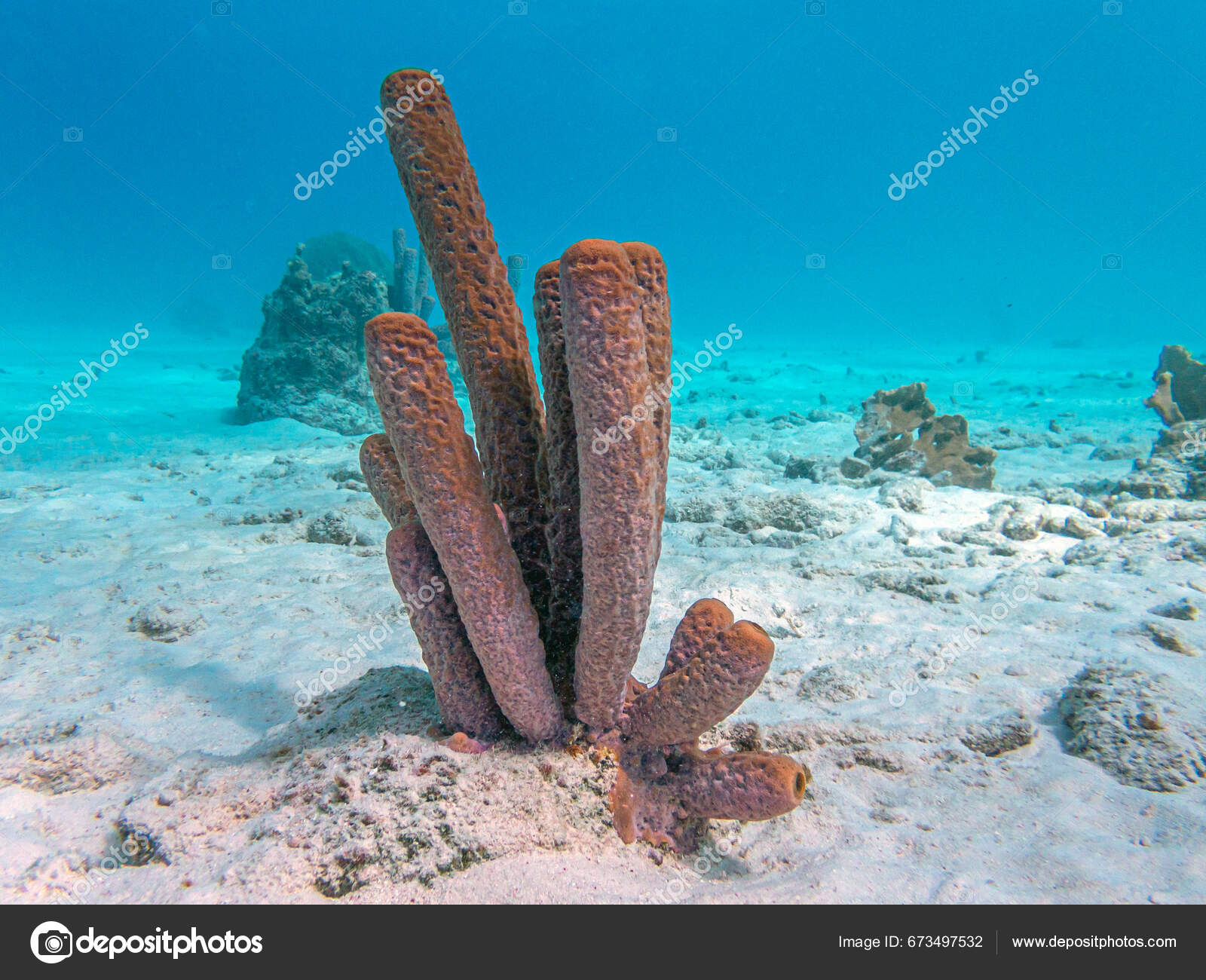 Branching Vase Sponge