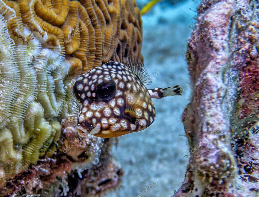 Lactophrys triqueter también conocido como el pez tronco liso, es una ...