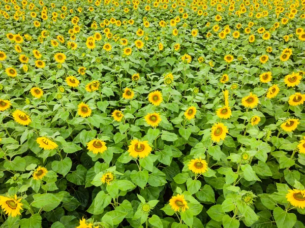 Field sunshine Stock Photos, Royalty Free Field sunshine Images ...