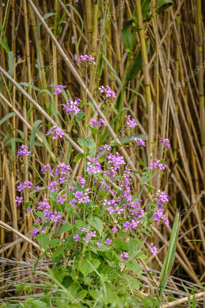 Flowers of Hesperis matronalis, an herbaceous plant species in the ...