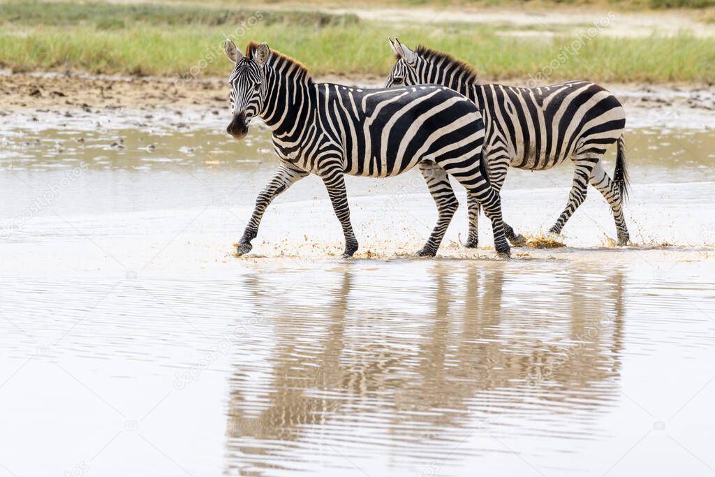 Dos cebra común o llanura (Equus quagga) caminando en aguas poco ...