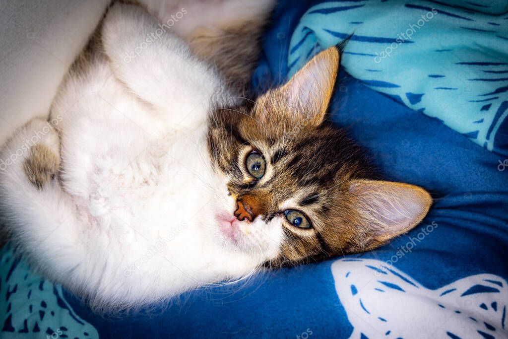 Retrato de un gatito pequeño muy joven. Kitty con los ojos grandes se ...