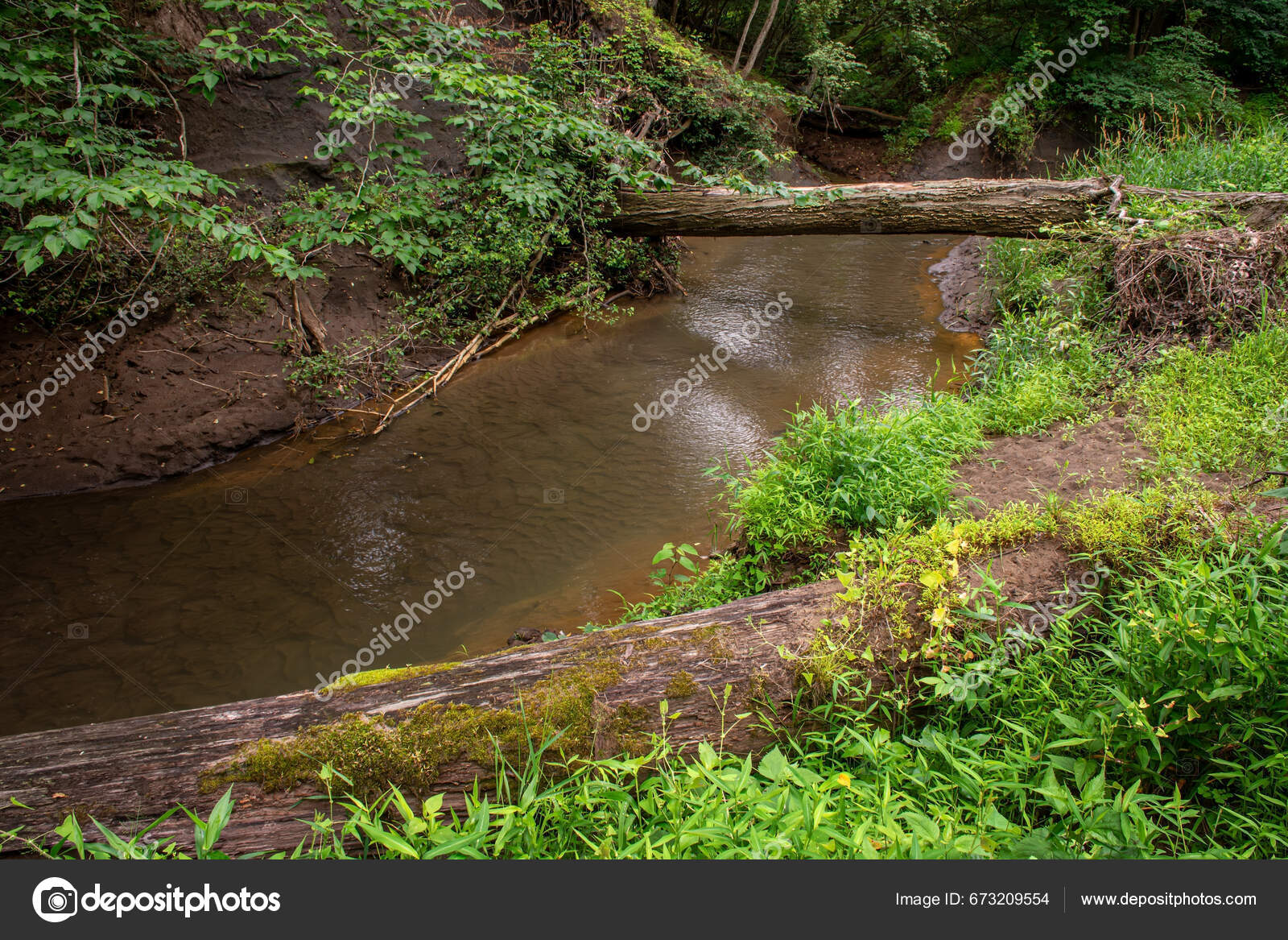 Two Fallen Tree Trunks Form Tese Natural Bridges Big Brook — Stock ...