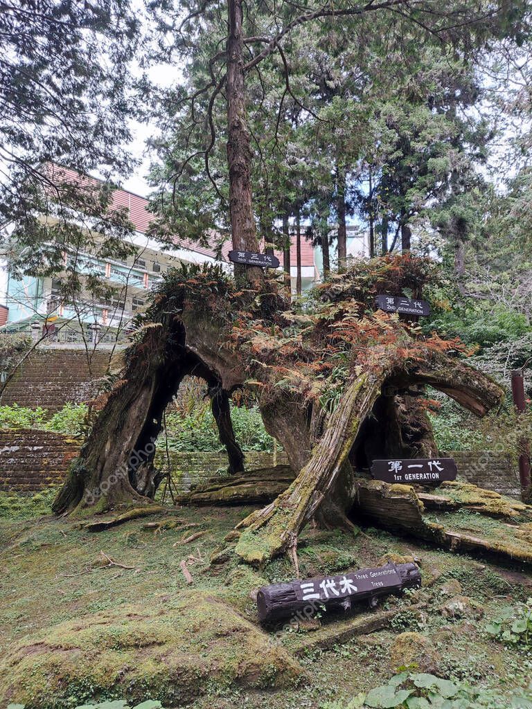 Alishan, Taiwan- 7 Dec, 2022: The famous three generations of trees in ...