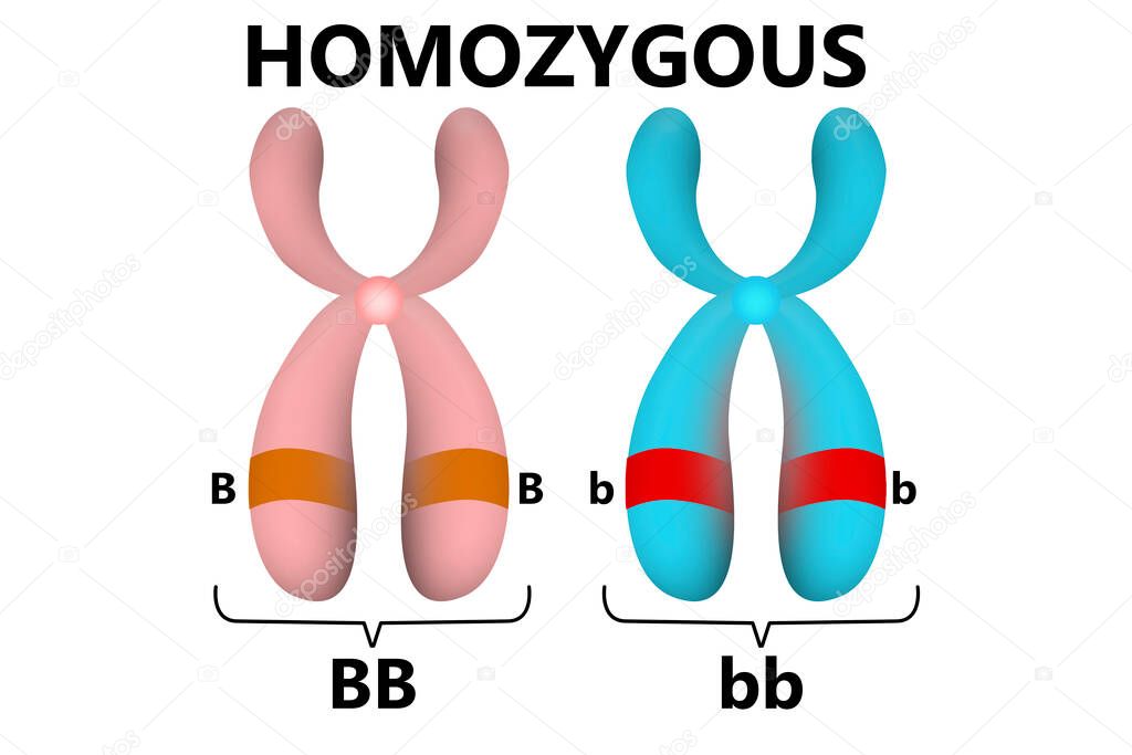 Gen madre homocigoto en cromosomas, representación 3d 2023