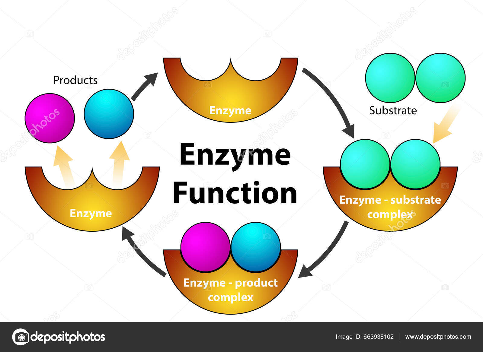 Enzyme Function Cycle Diagram Isolated Rendering Stock Photo by ...