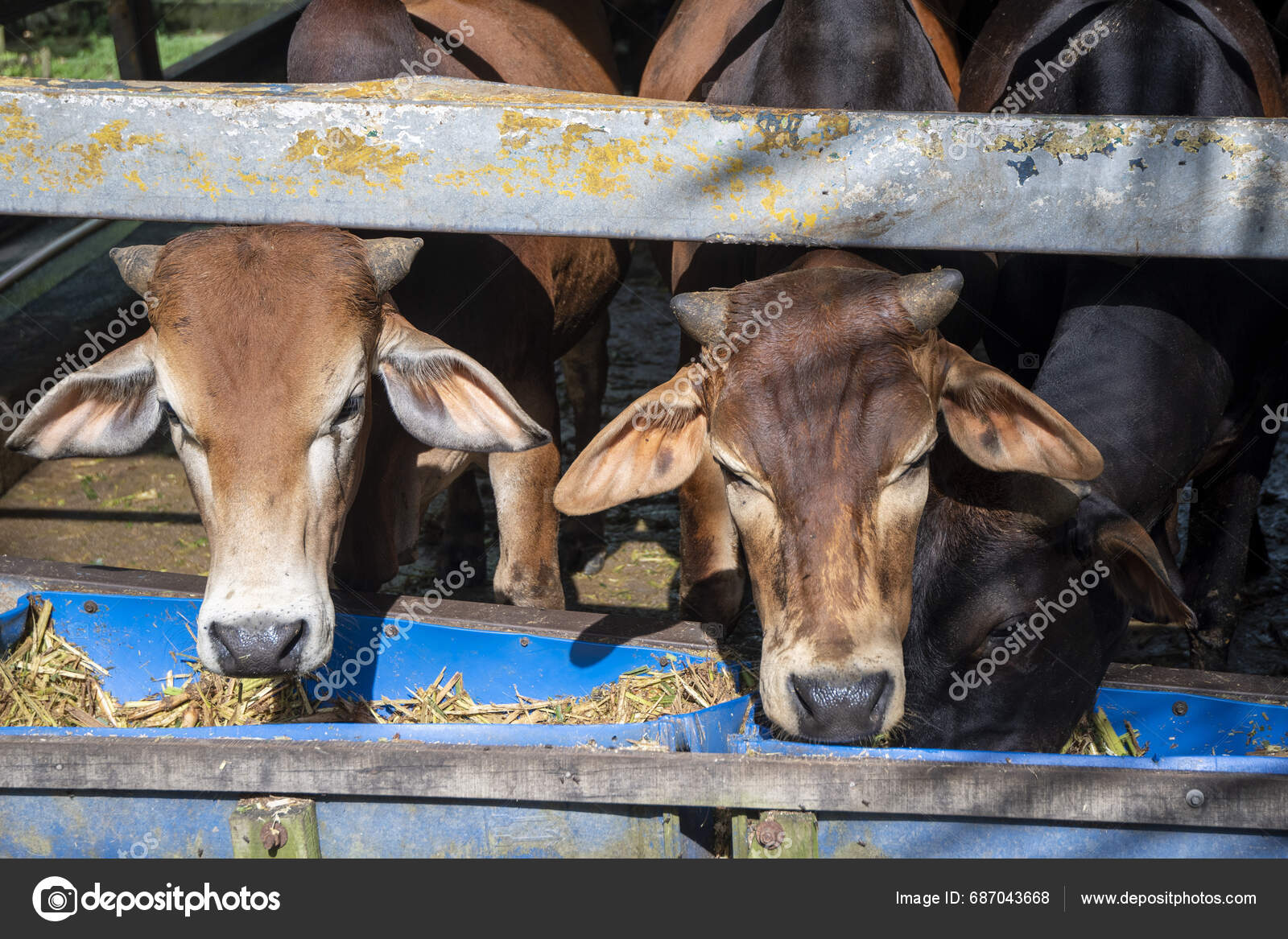 Herd Cows Eating Hay Cowshed Dairy Farm — Stock Photo © tang90246 #687043668