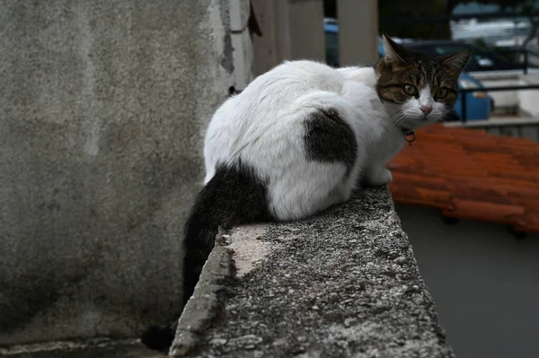La clase de gato fotos de stock, imágenes de La clase de gato sin ...