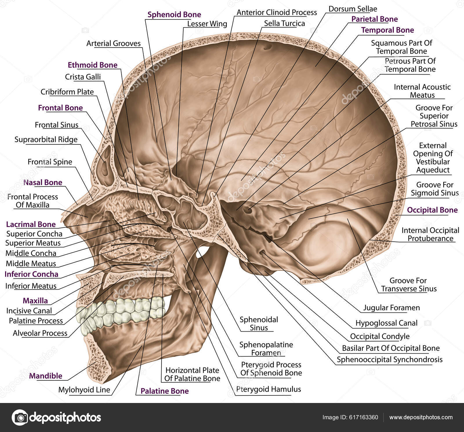 Cavidad Craneal Los Huesos Del Cráneo Los Huesos Cabeza Cráneo ...
