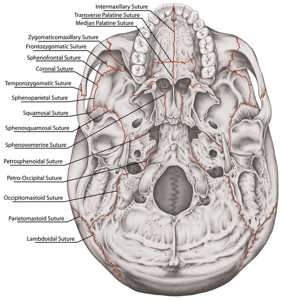 Anatomia encefalo images libres de droit, photos de Anatomia encefalo ...