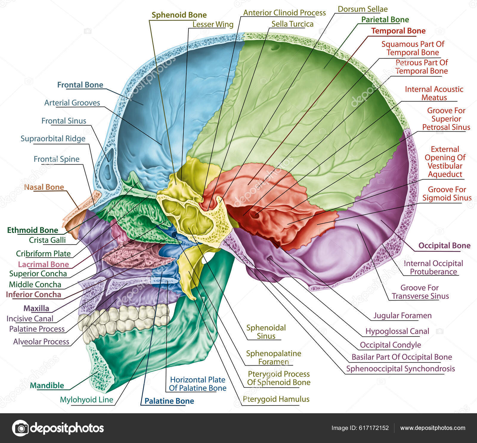 Kraniální Dutina Kosti Lebky Kosti Hlavy Lebky Jednotlivé Kosti Jejich ...
