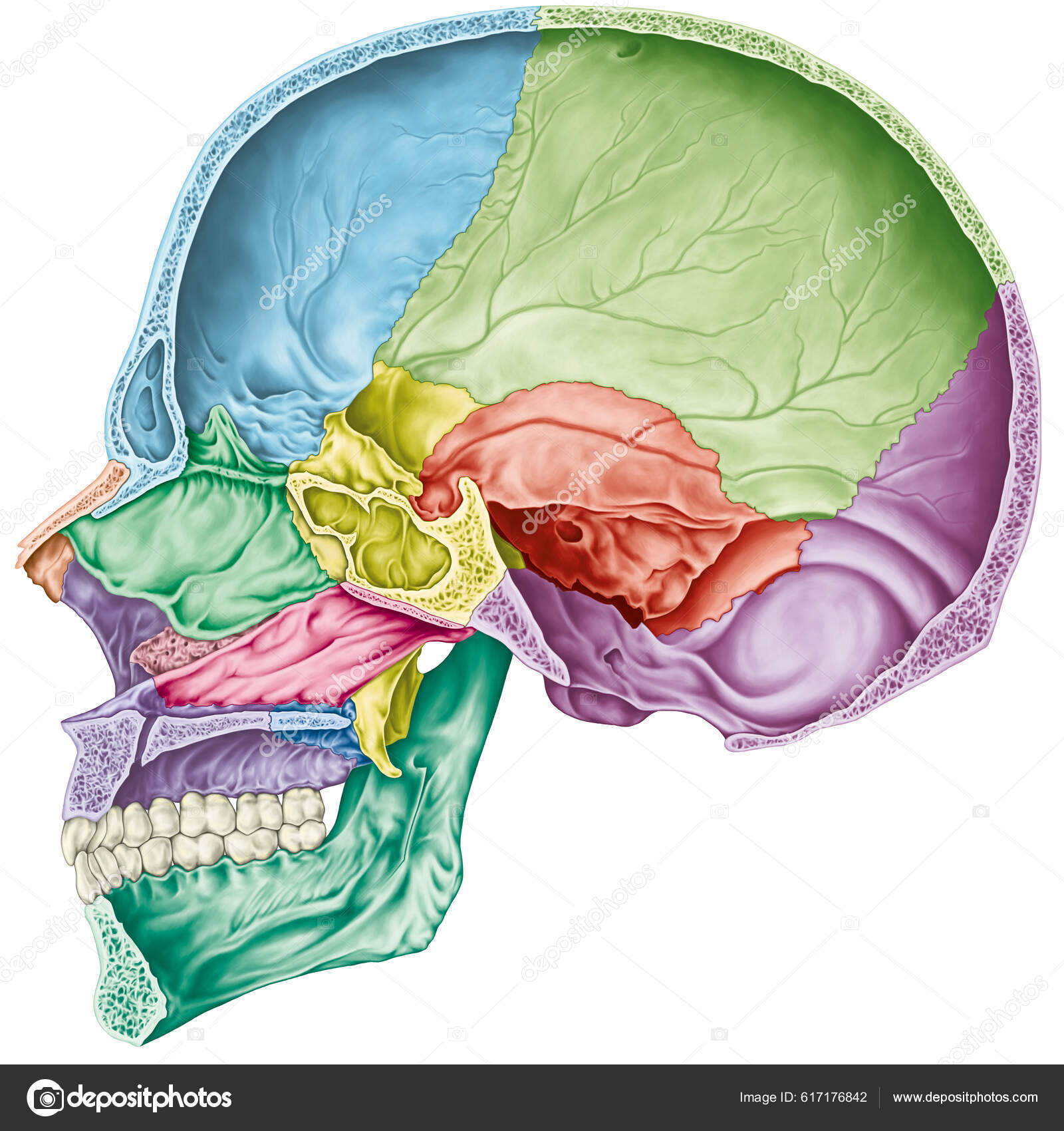 Cranial Cavity Bones Cranium Bones Head Skull Individual Bones Salient — Stock Photo © stihii ...