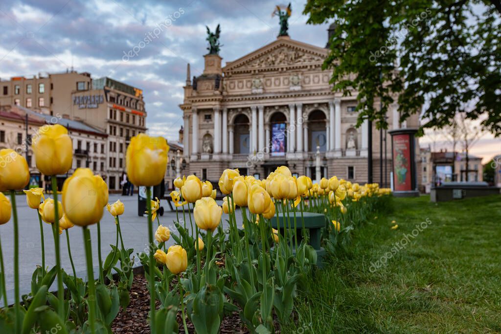 Lviv, Ucrania - 6 de mayo de 2023: Lecho de flores con tulipanes amarillos frente a la Ópera ...