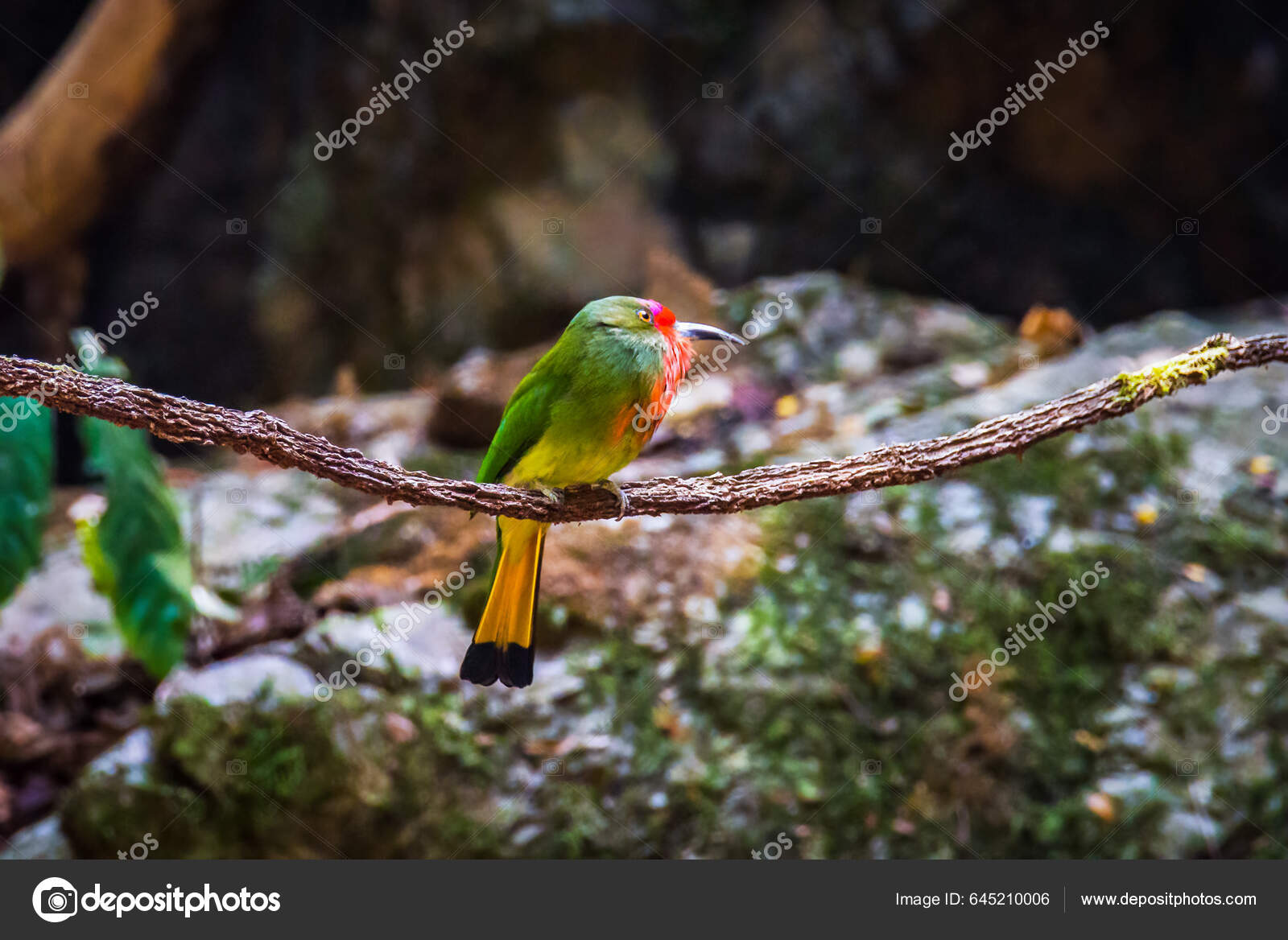 Beautiful Bird Red Bearded Bee Eater Nyctyornis Amictus Green Bird ...