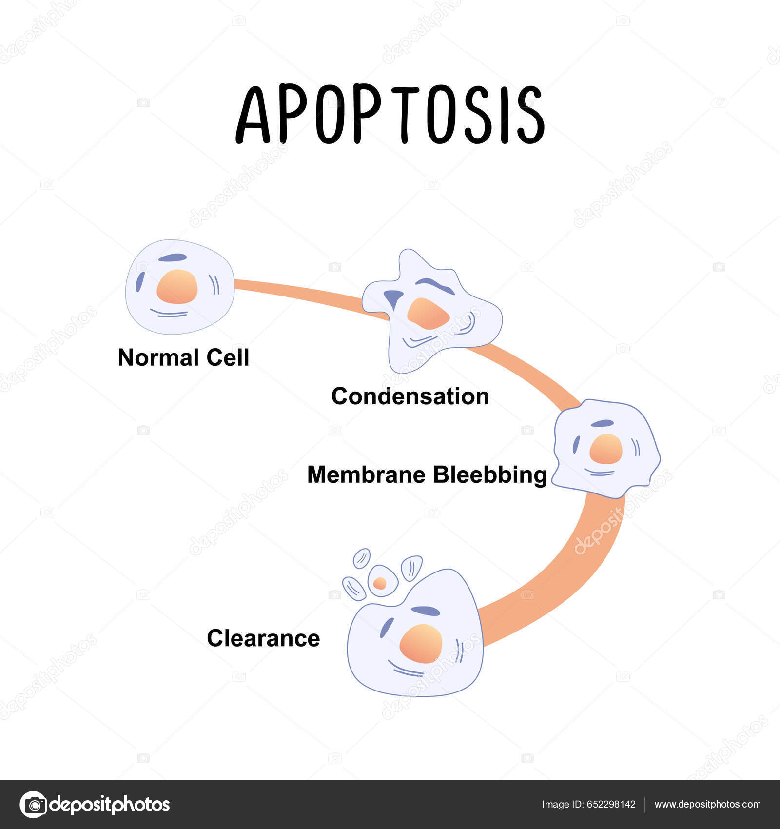 Apoptosis Programmed Cell Death Natural Process Cell Death Occurs ...