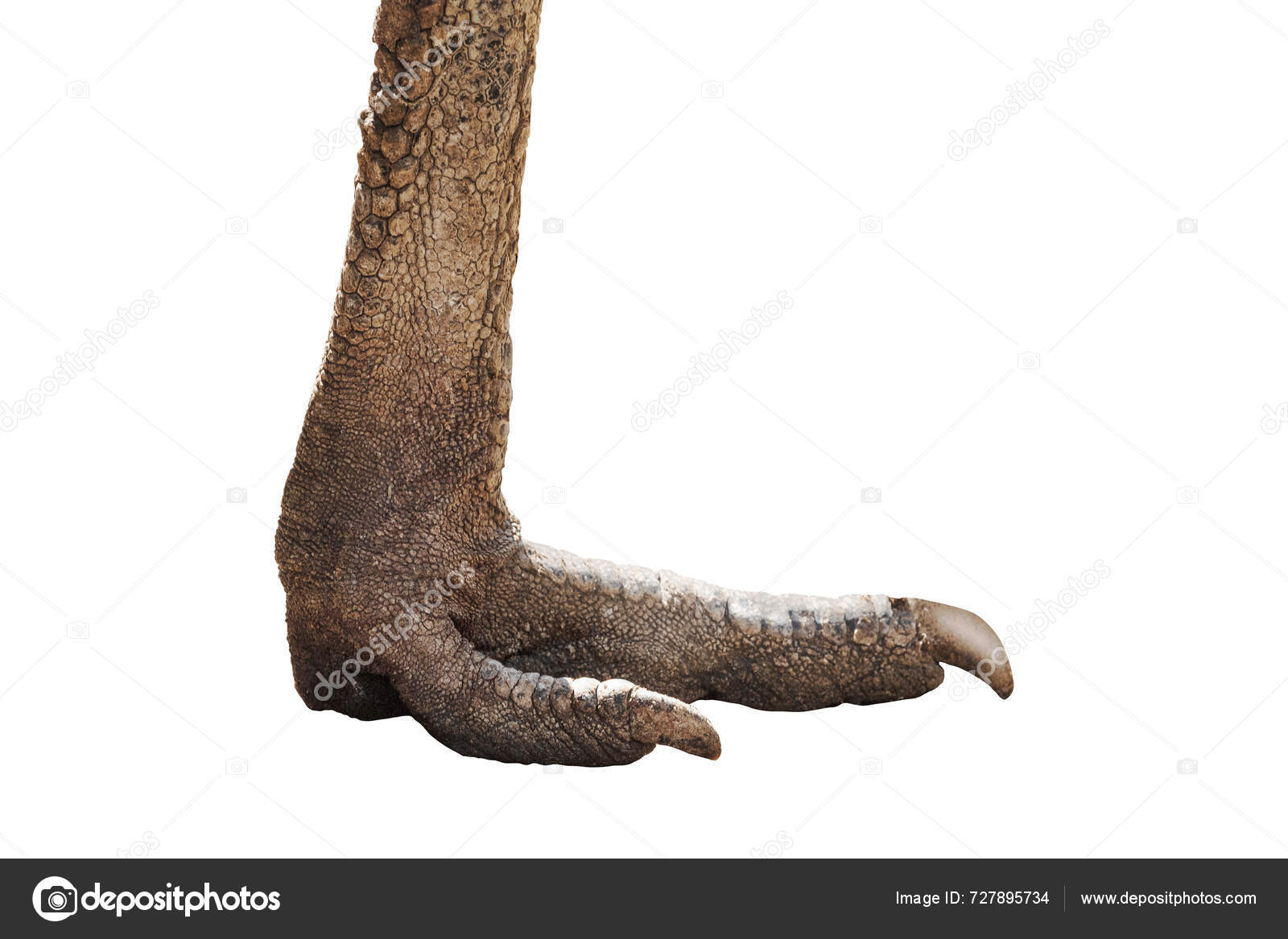 Leg Large Primitive Bird Paleontology — Stock Photo © drakuliren #727895734
