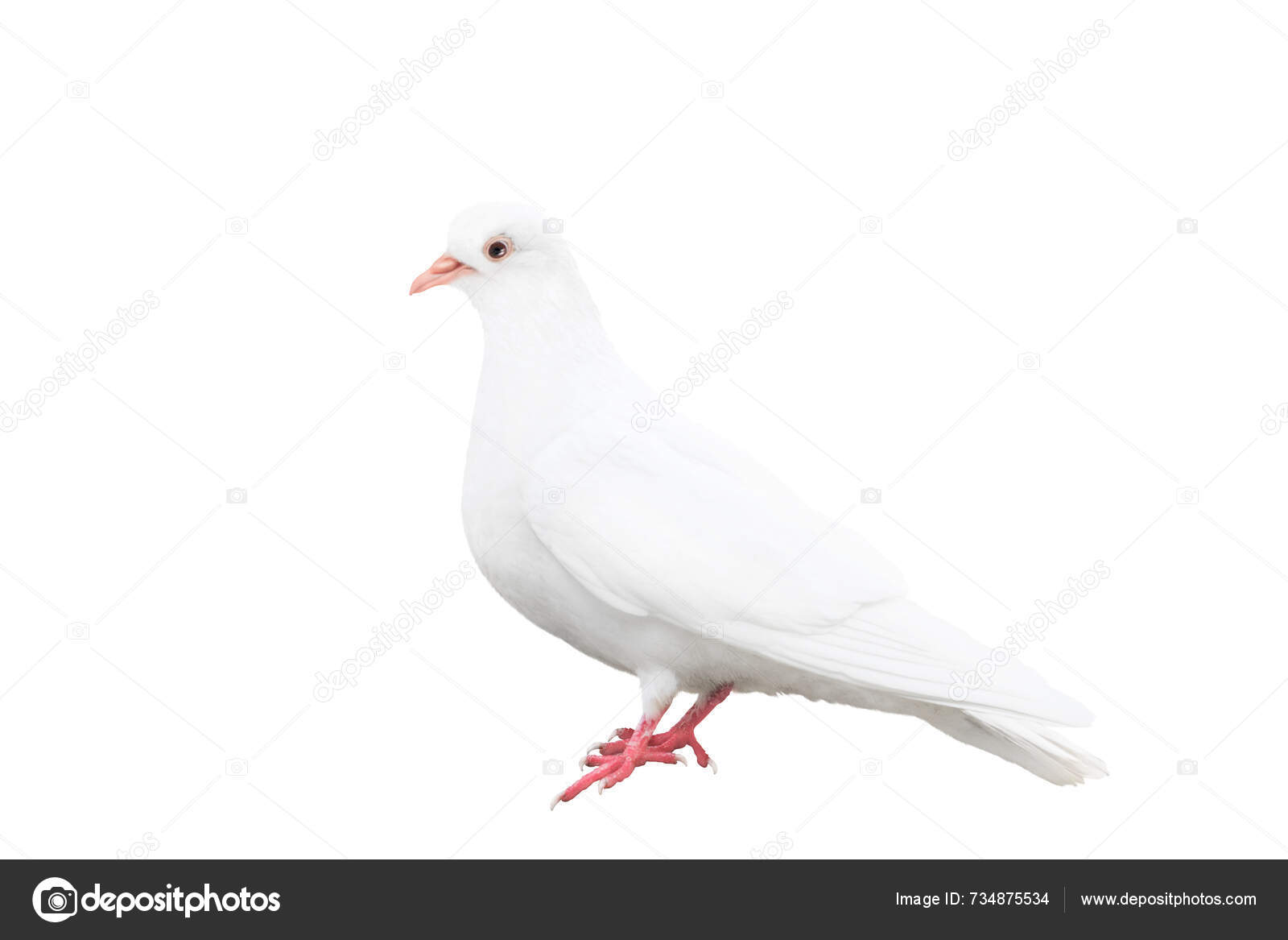 White Dove Stands Isolated White Bird Peace — Stock Photo © drakuliren ...
