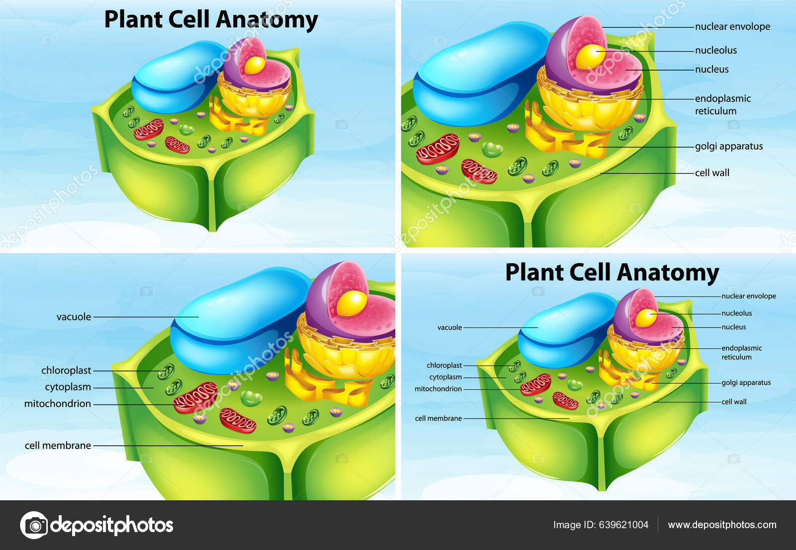 Plant Cell Anatomy Structure Illustration Vector de stock #639621004 de ...
