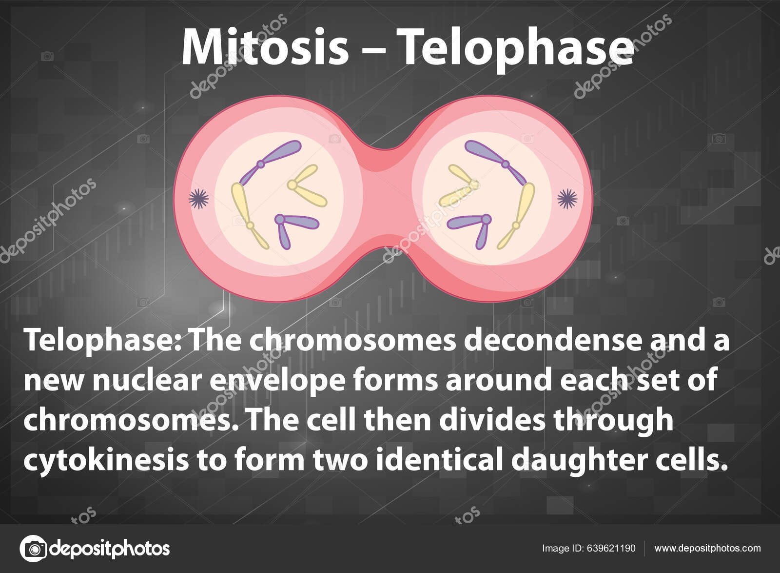 Process Mitosis Telophase Explanations Illustration Vector de stock ...