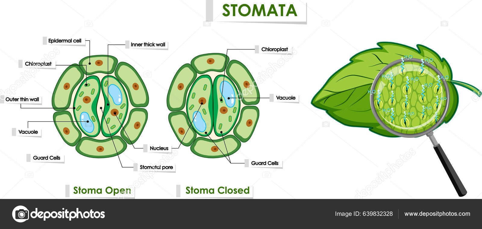 Opening Closing Stomata Illustration Vector de stock #639832328 de ... Opening Closing Stomata Illustration Vector de stock #639832328 de ...