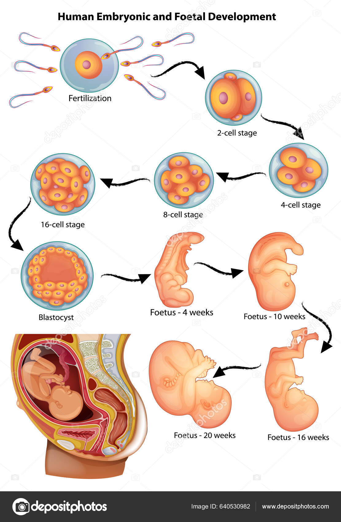 Illustration Showing Stages Human Embryonic Development