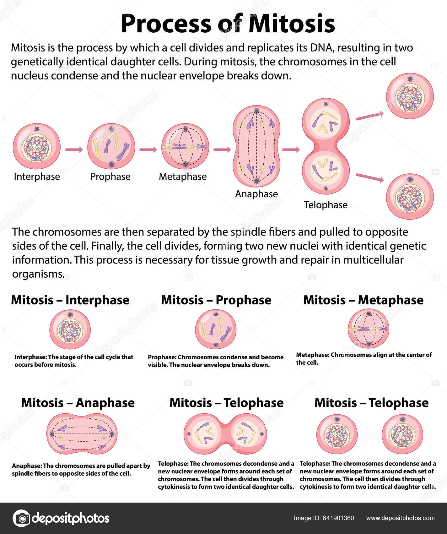 Process Mitosis Phases Explanations Illustration Vetor de stock de ...