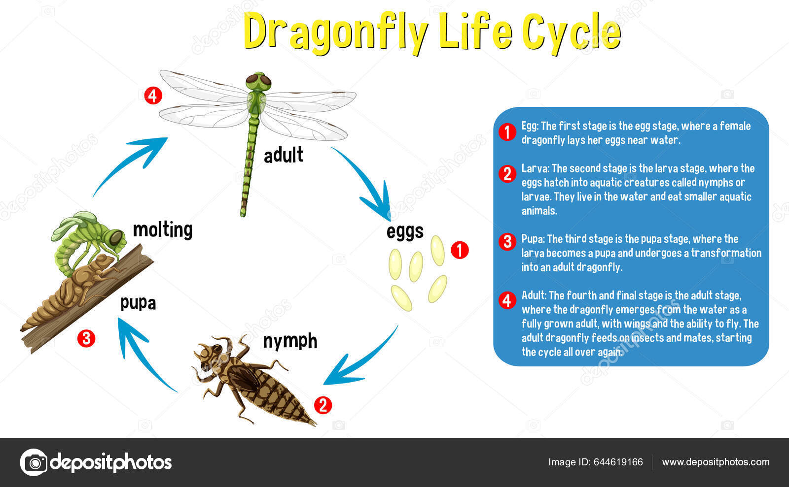 Dragonfly Life Cycle Infographic Illustration Stock Vector Image by ...