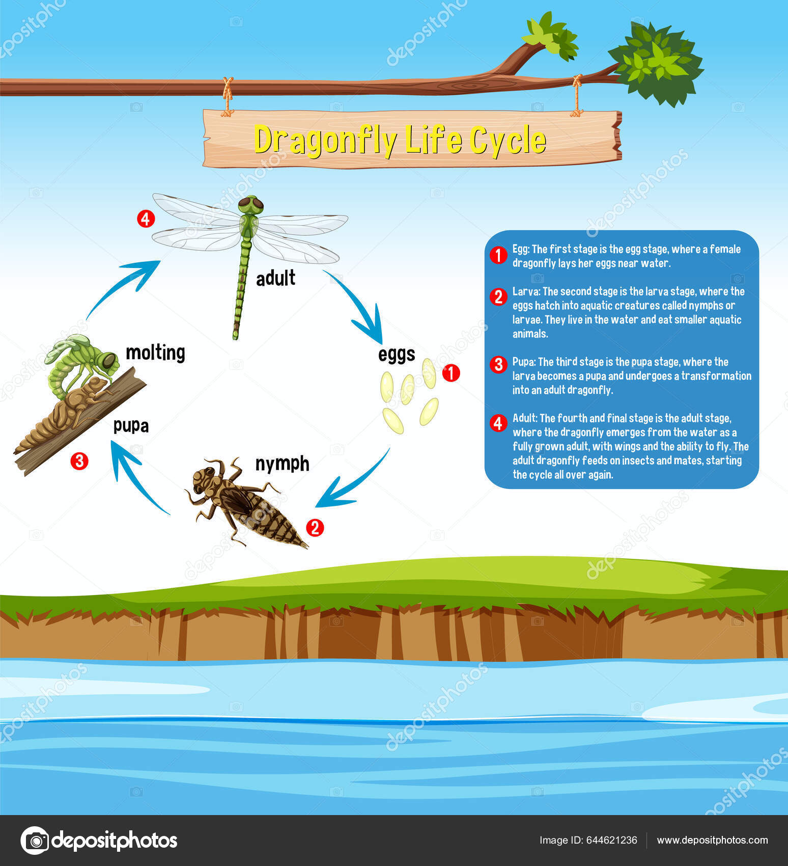 Dragonfly Life Cycle Infographic Illustration Stock Vector by ...