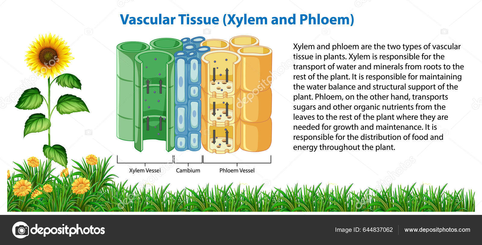 Xylem Tissue