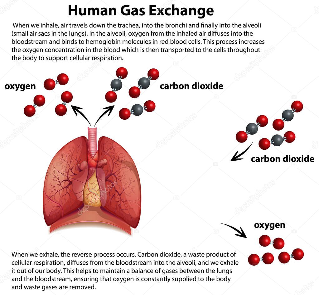 Diagrama de intercambio de gas humano Ilustración vectorial 2023