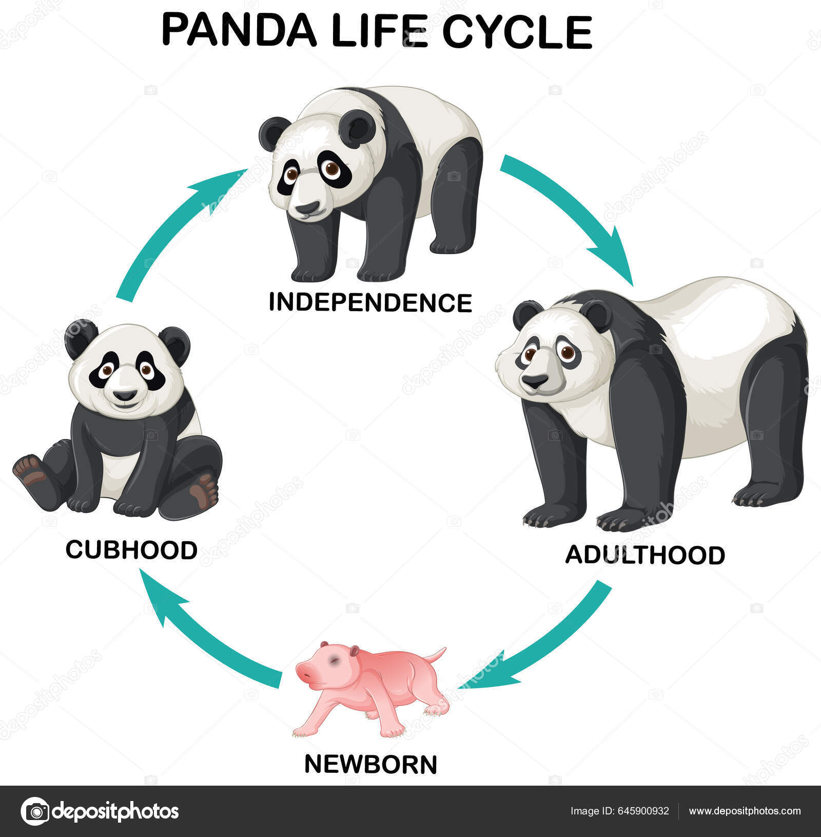 Red Panda Life Cycle Stages The Giant Panda