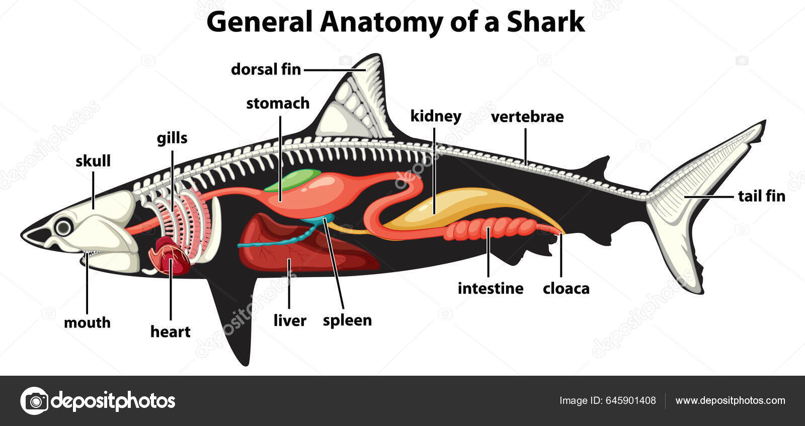 Diagrama De Esqueleto De Tiburon