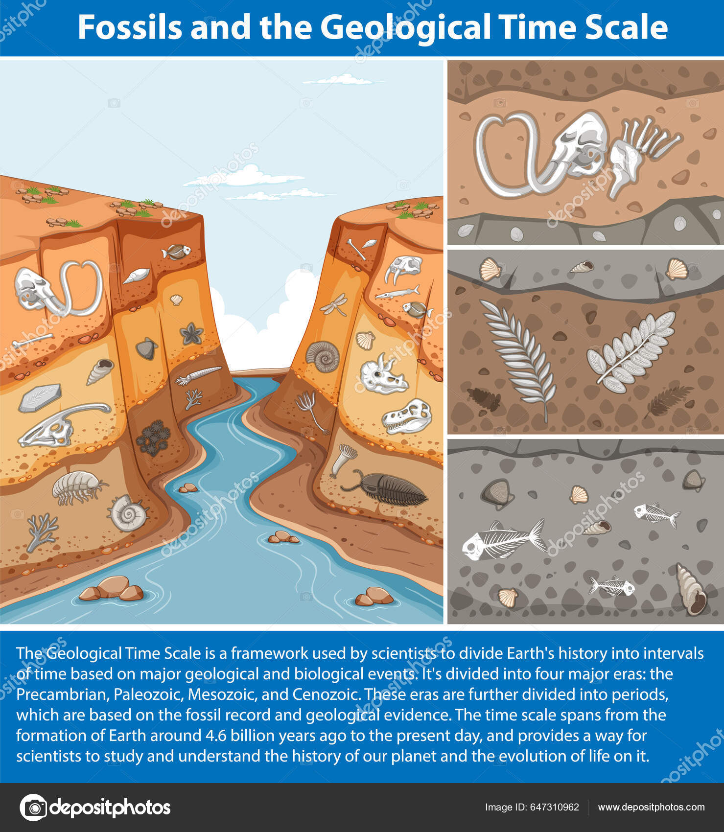 Fossils Geological Time Scale Illustration Stock Vector by ...