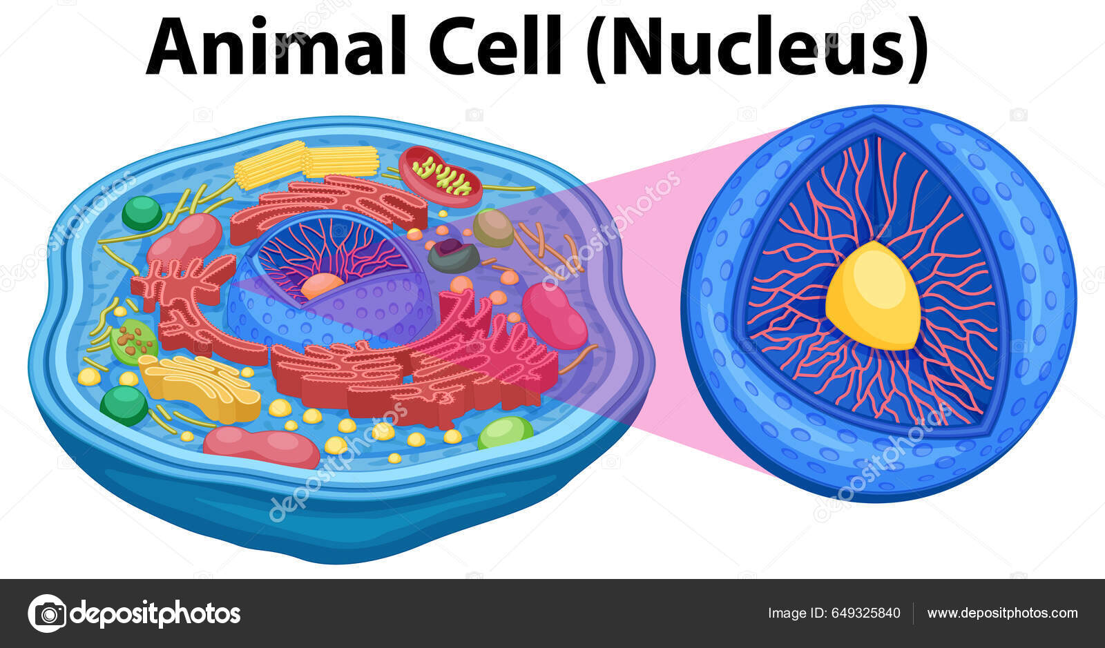 Anatomy Of The Animal Cell Cytoplasm – Structure And Function