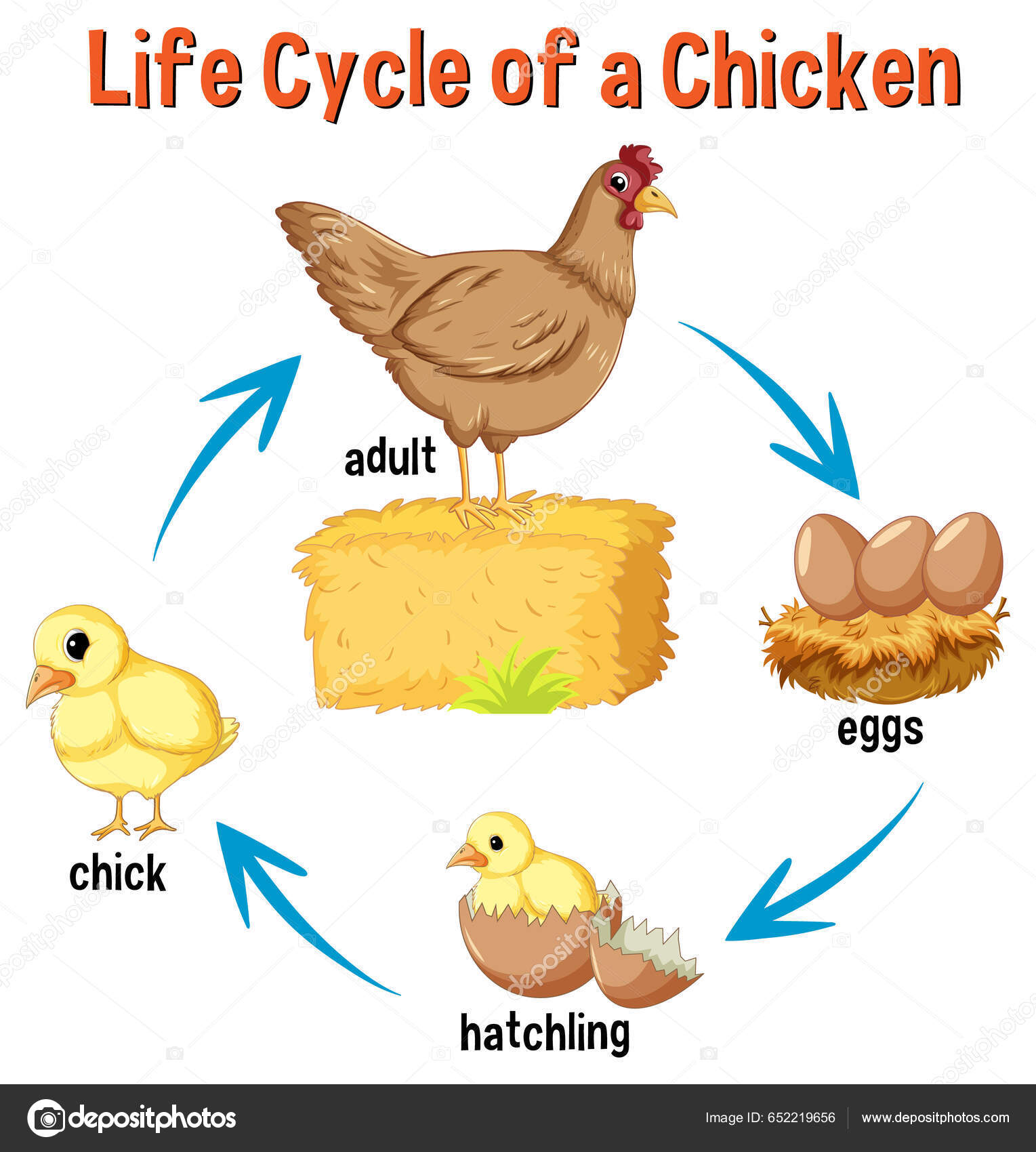 Ciclo Vida Pollo Ilustración Vector de stock #652219656 de ©blueringmedia