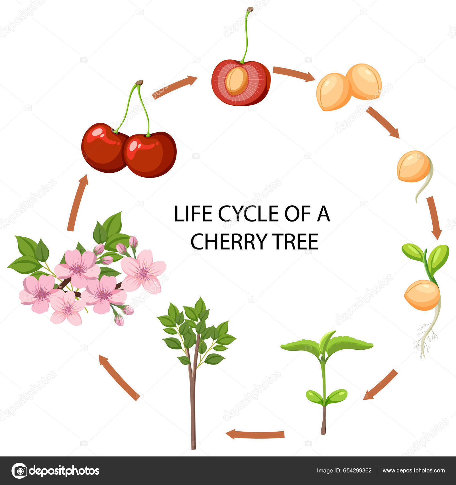Life Cycle Cherry Tree Illustration Stock Vektor od ©blueringmedia ...