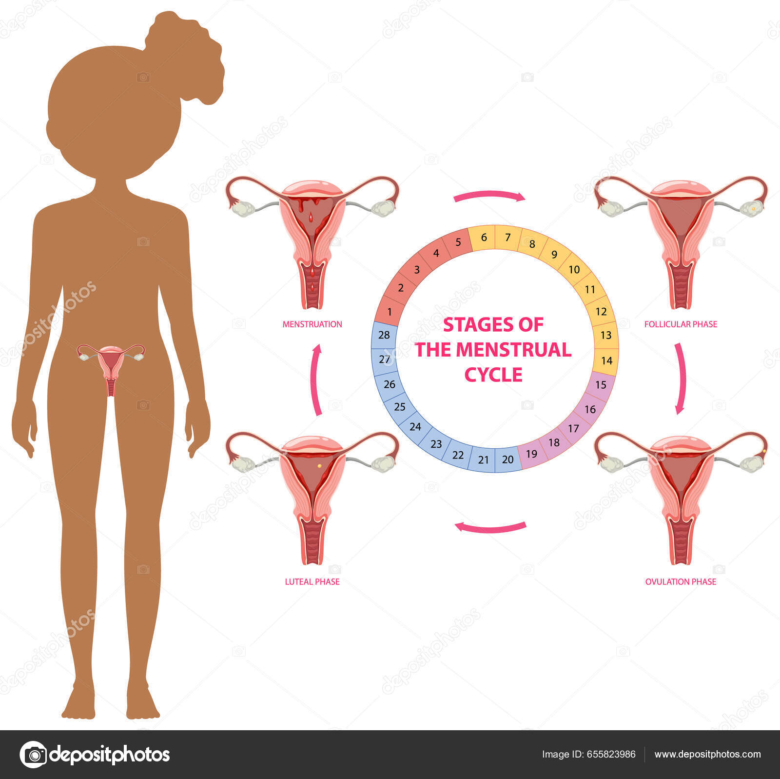 Stages Of Menstrual Cycle Diagram The Menstrual Cycle Stages
