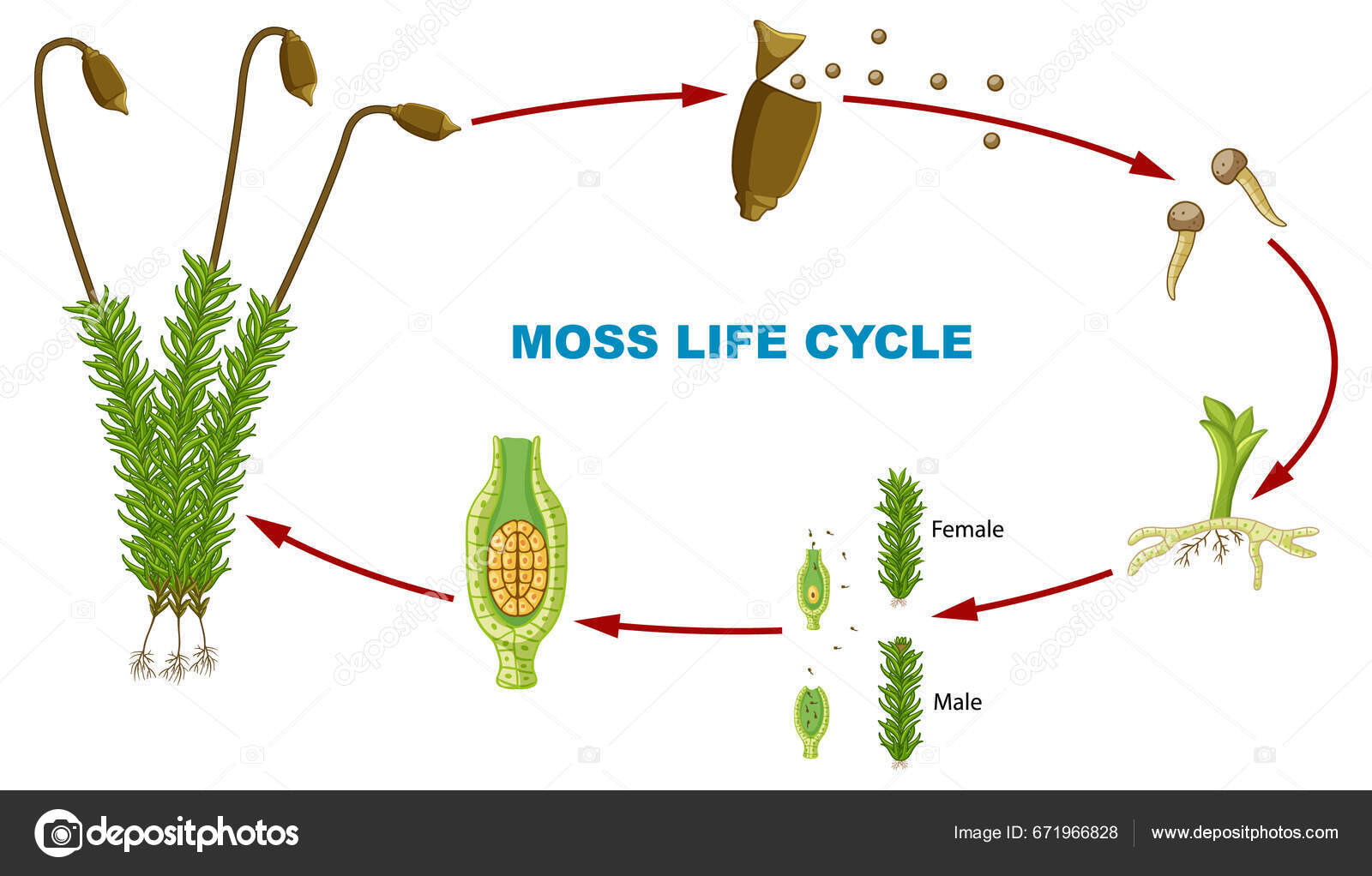 Moss Life Cycle Worksheet