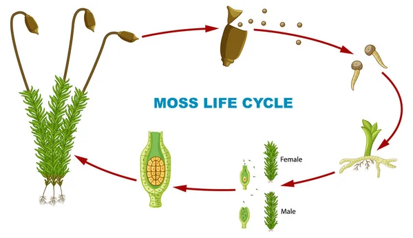 Moss Life Cycle For Kids