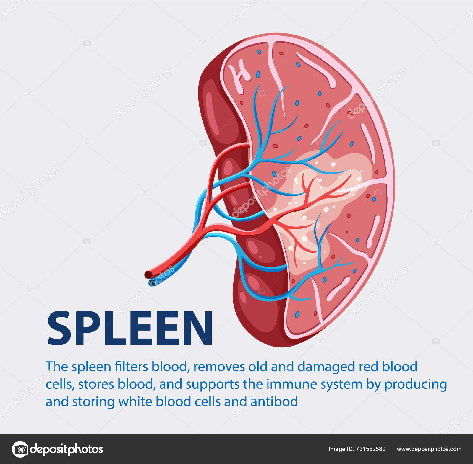 Detailed Vector Spleen Functions Explained Stock Vector by ...