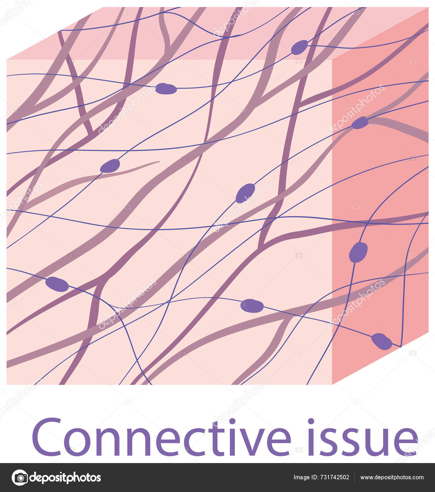 Detailed Vector Connective Tissue Structure Stock Vector by ...