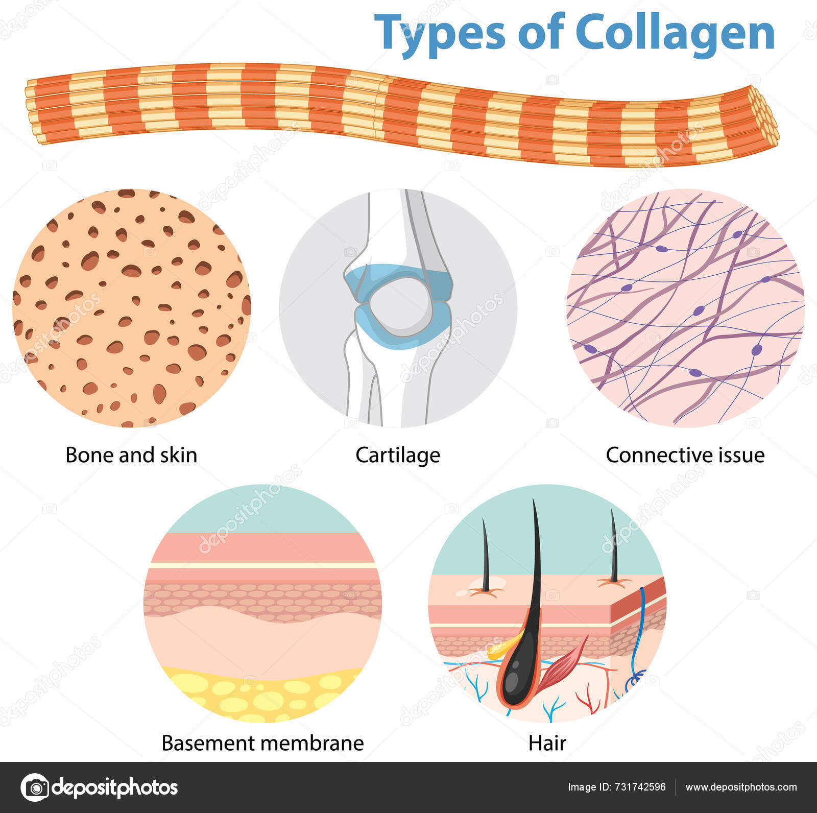 Illustration Collagen Types Various Tissues Stock Vector by ...
