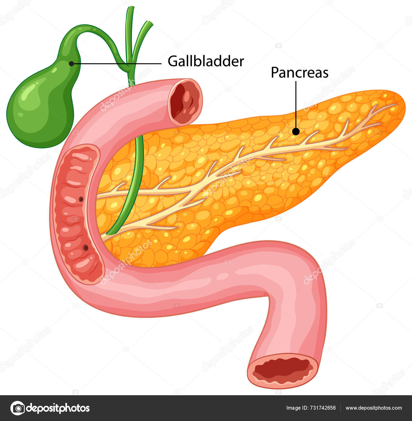Illustration Gallbladder Pancreas Anatomy Stock Vector by ...