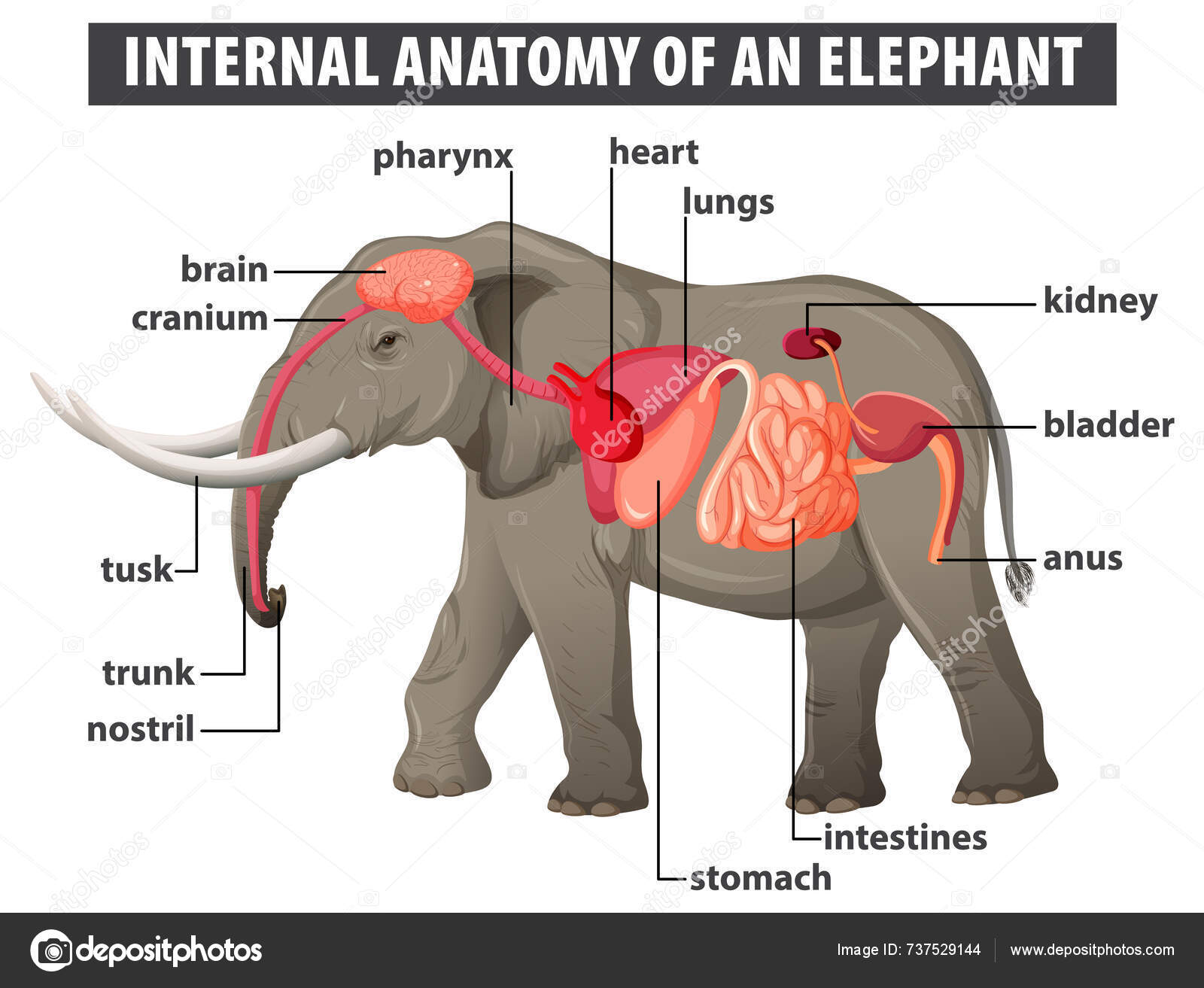 Detailed Illustration Elephant's Internal Organs Stock Vector by ... Detailed Illustration Elephant's Internal Organs Stock Vector by ...