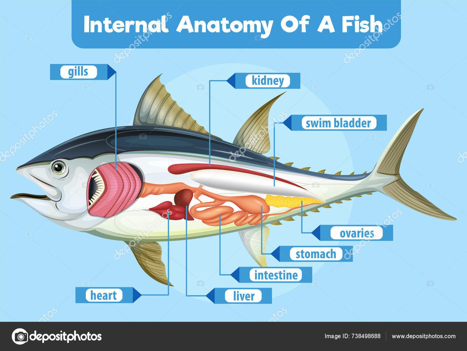 Fish External Anatomy Diagram Draw A Diagram Showing The External