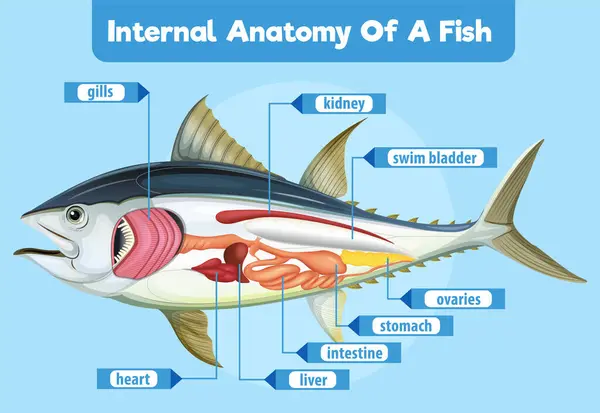 Fish Internal Organs
