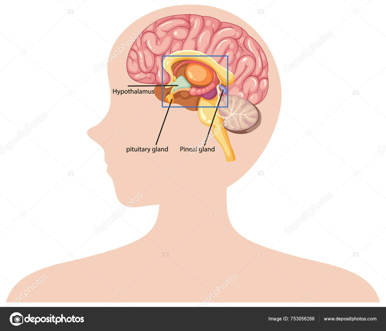 Detailed Diagram Brain Glands Structures Stock Vector by ©blueringmedia ... Detailed Diagram Brain Glands Structures Stock Vector by ©blueringmedia ...